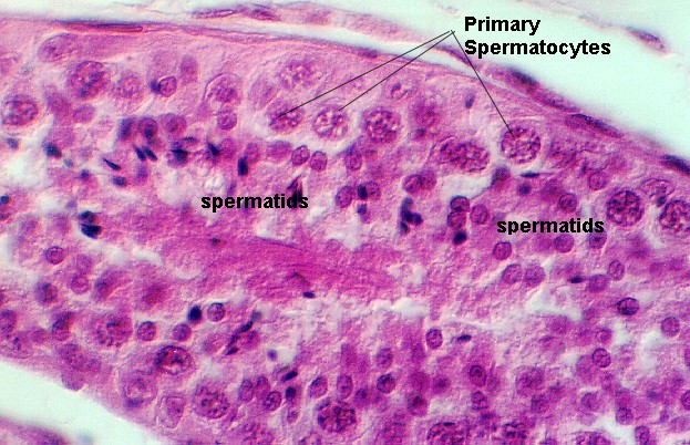 Testis and Ducts | Microanatomy Web Atlas | Gwen V. Childs, Ph.D.