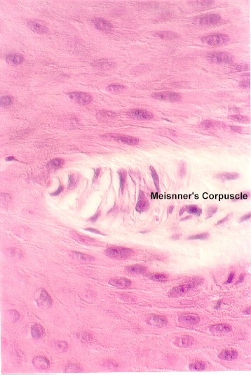 Meissner's Corpuscle